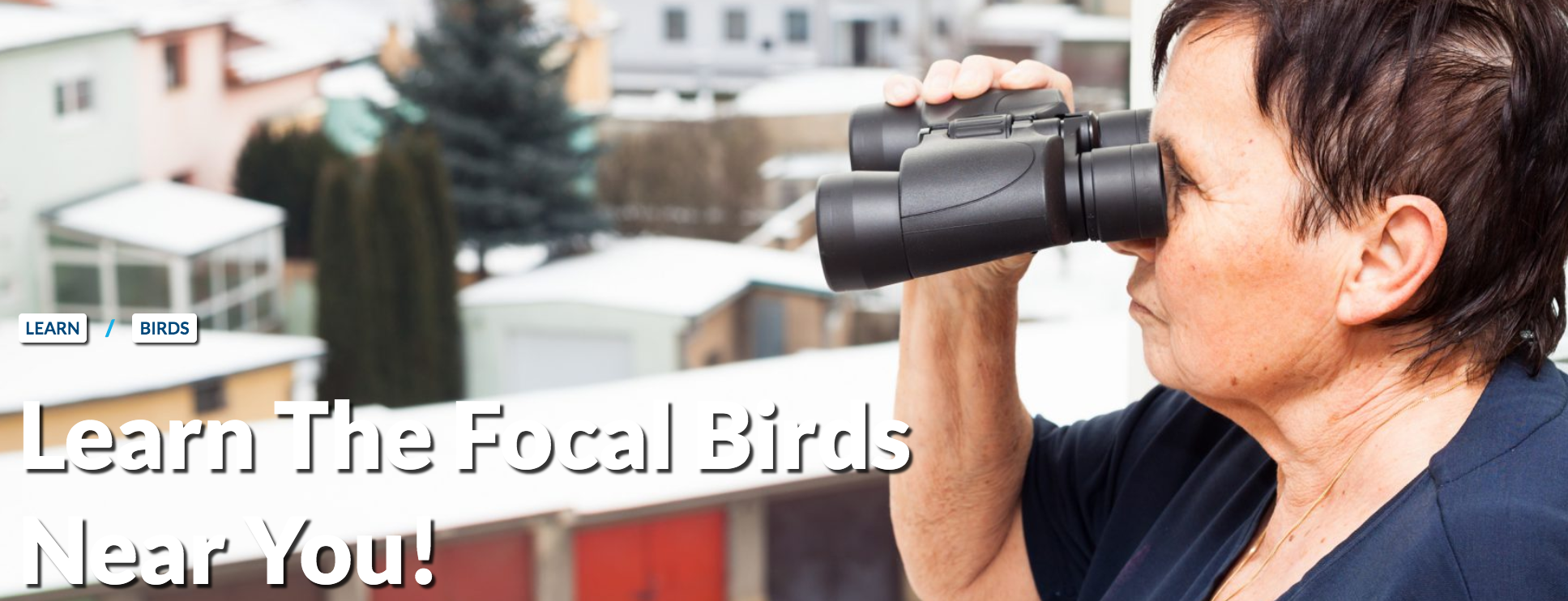 Celebrate Urban Birds - Noise Project